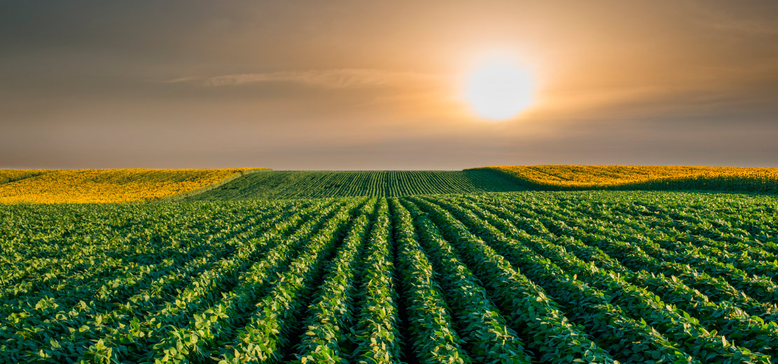 How to maintain healthy crops? - Dabeer